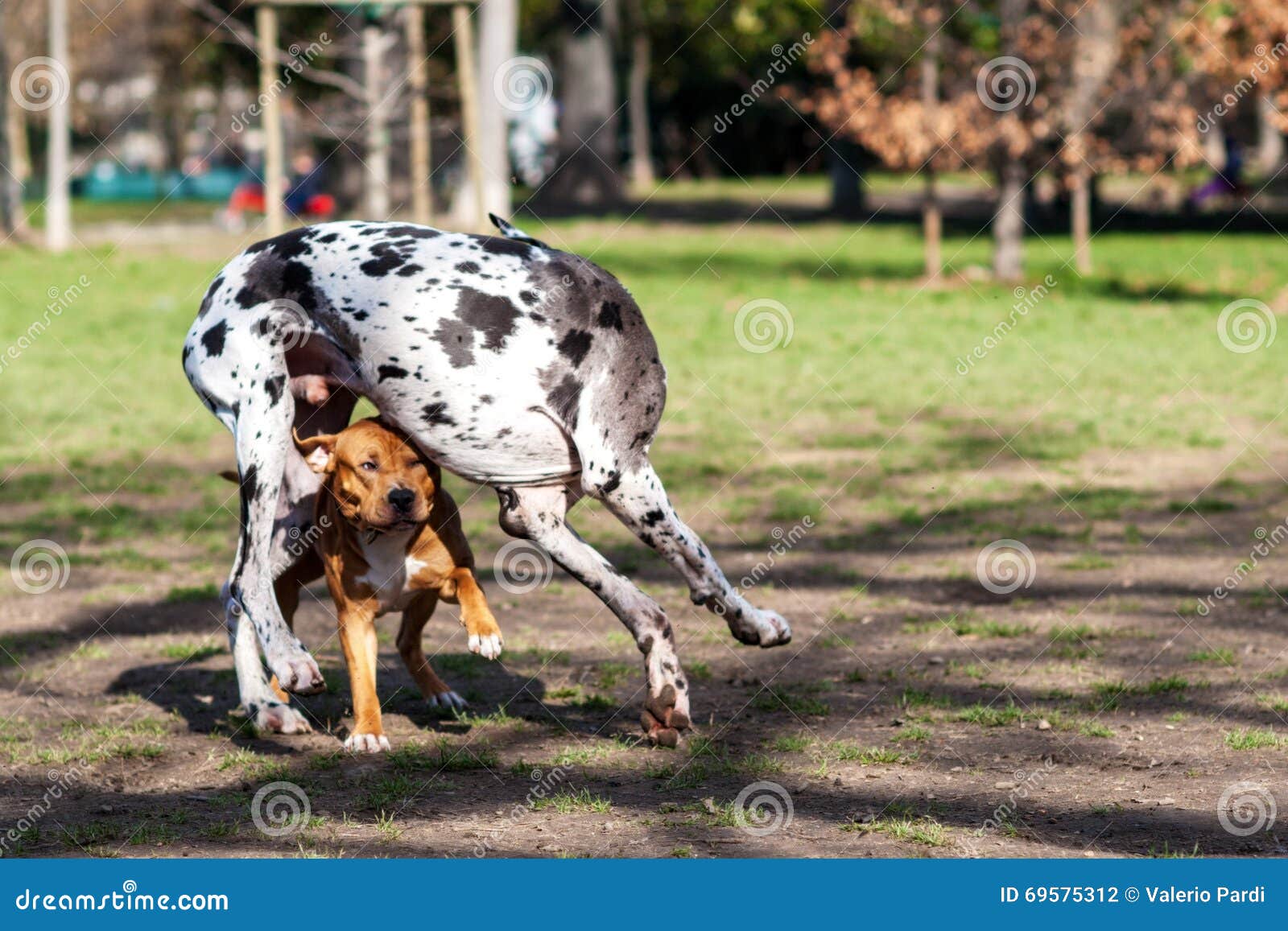 Dogs Playing and Running in a Park Stock Photo - Image of motion ...