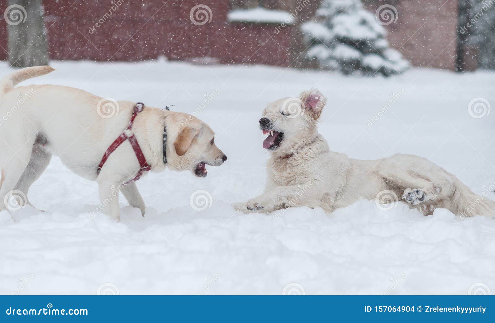 Dogs playing on the snow stock photo. Image of pedigree - 157064904