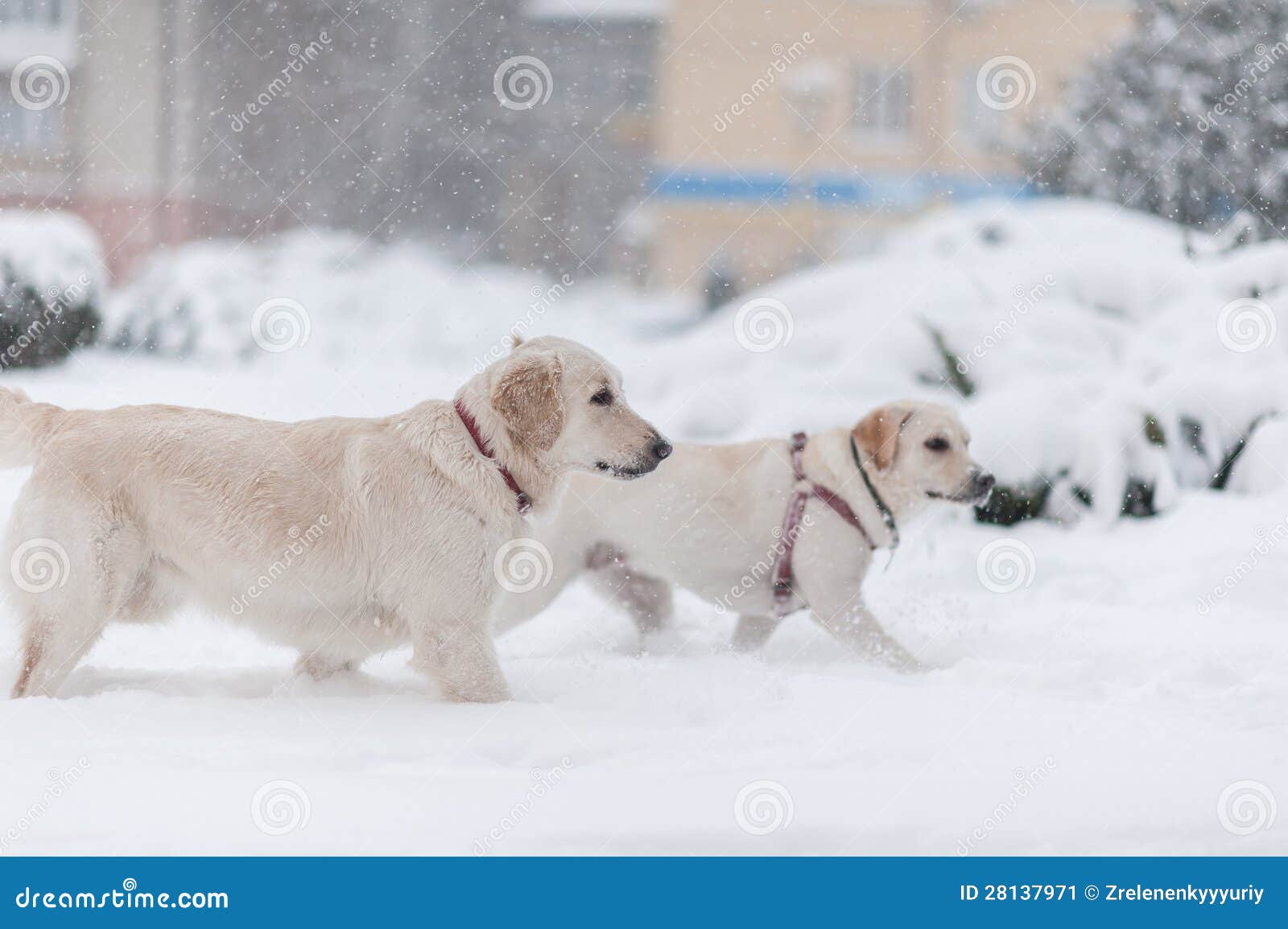 Dogs playing on the snow stock image. Image of play, shutzhund - 28137971