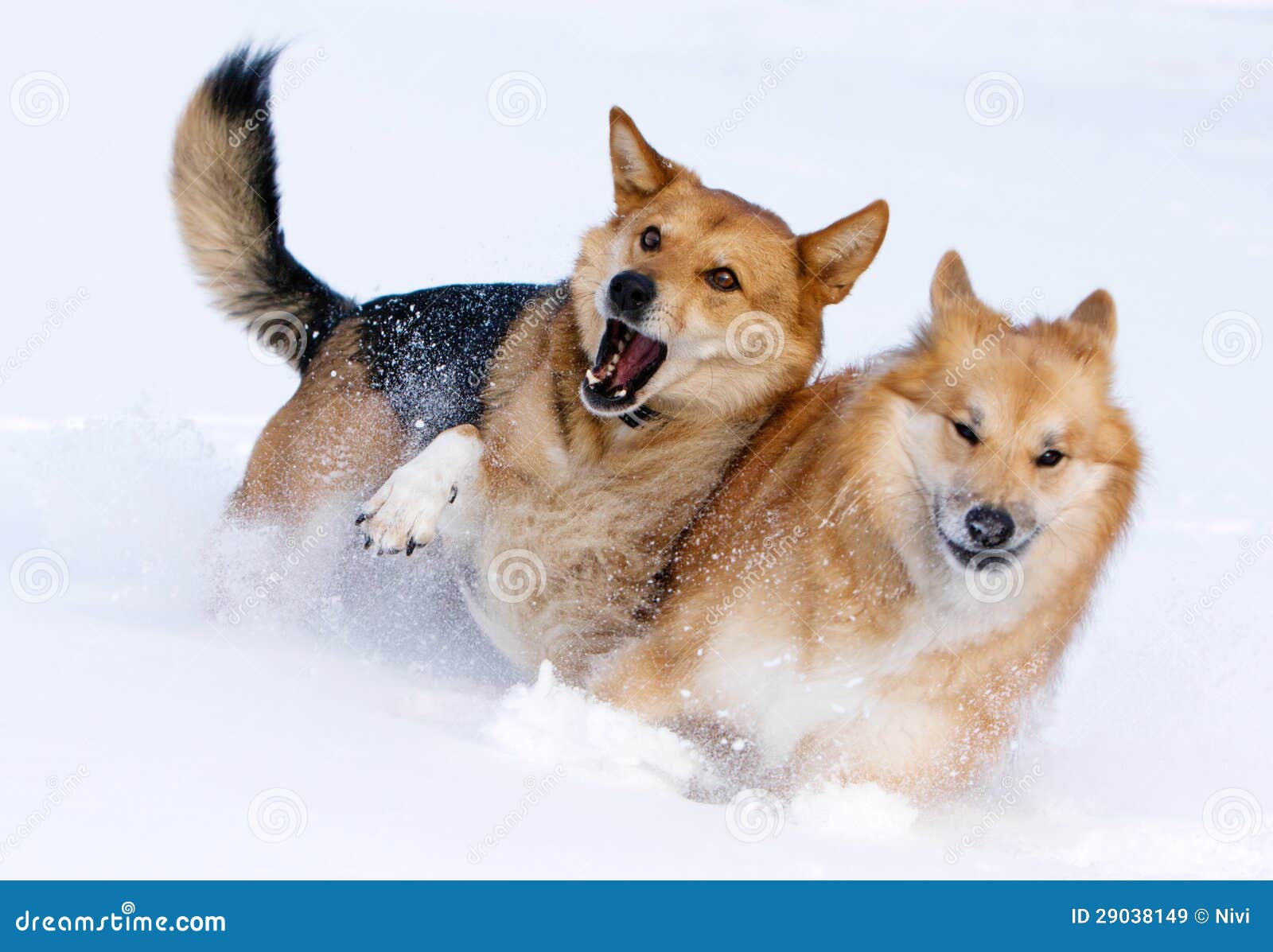 Dogs playing in the snow stock image. Image of active - 29038149