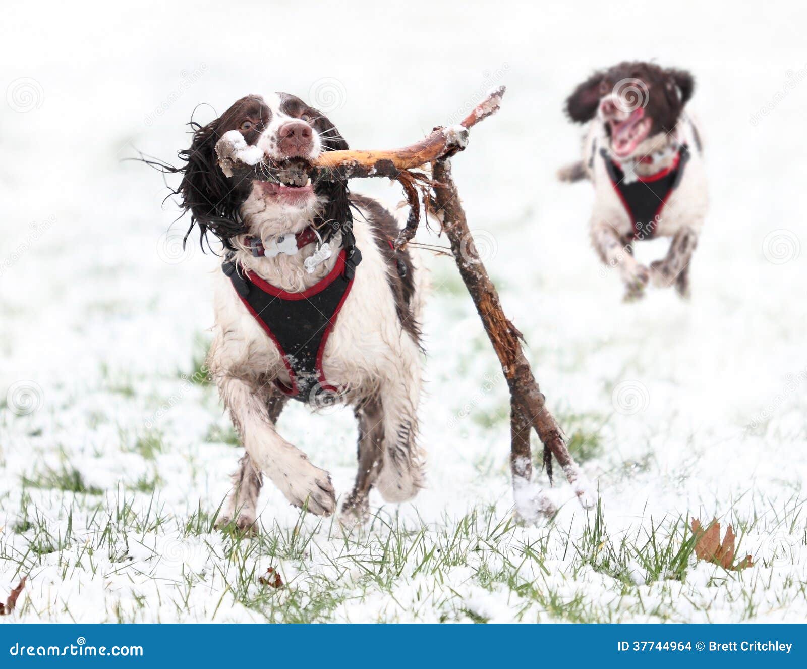 Dogs playing in snow stock photo. Image of runs, running - 37744964