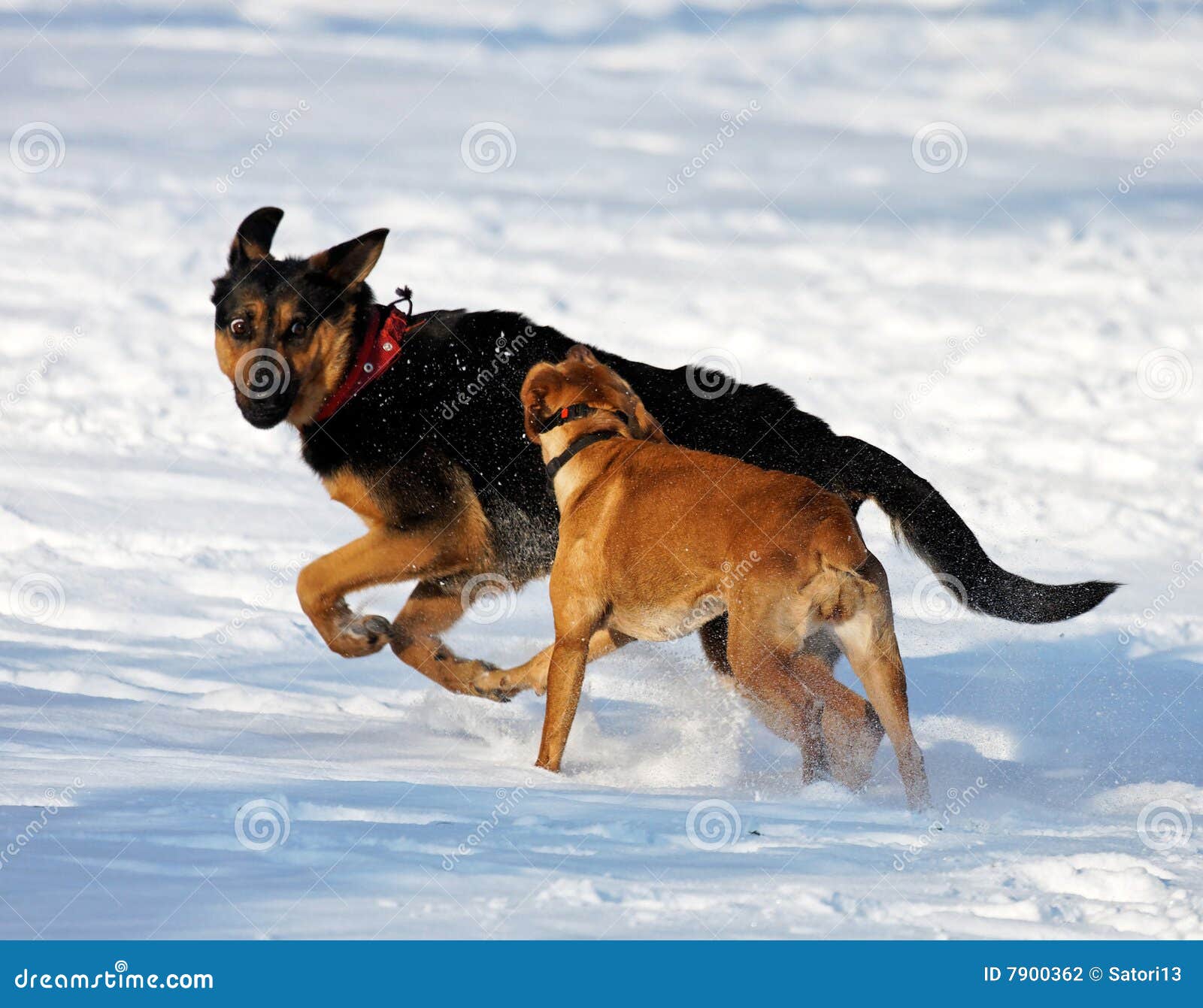 Dogs playing in snow stock photo. Image of bark, black - 7900362