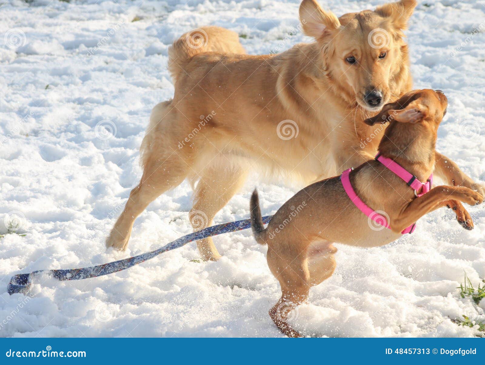 Dogs playing in the snow stock image. Image of snow, friends - 48457313