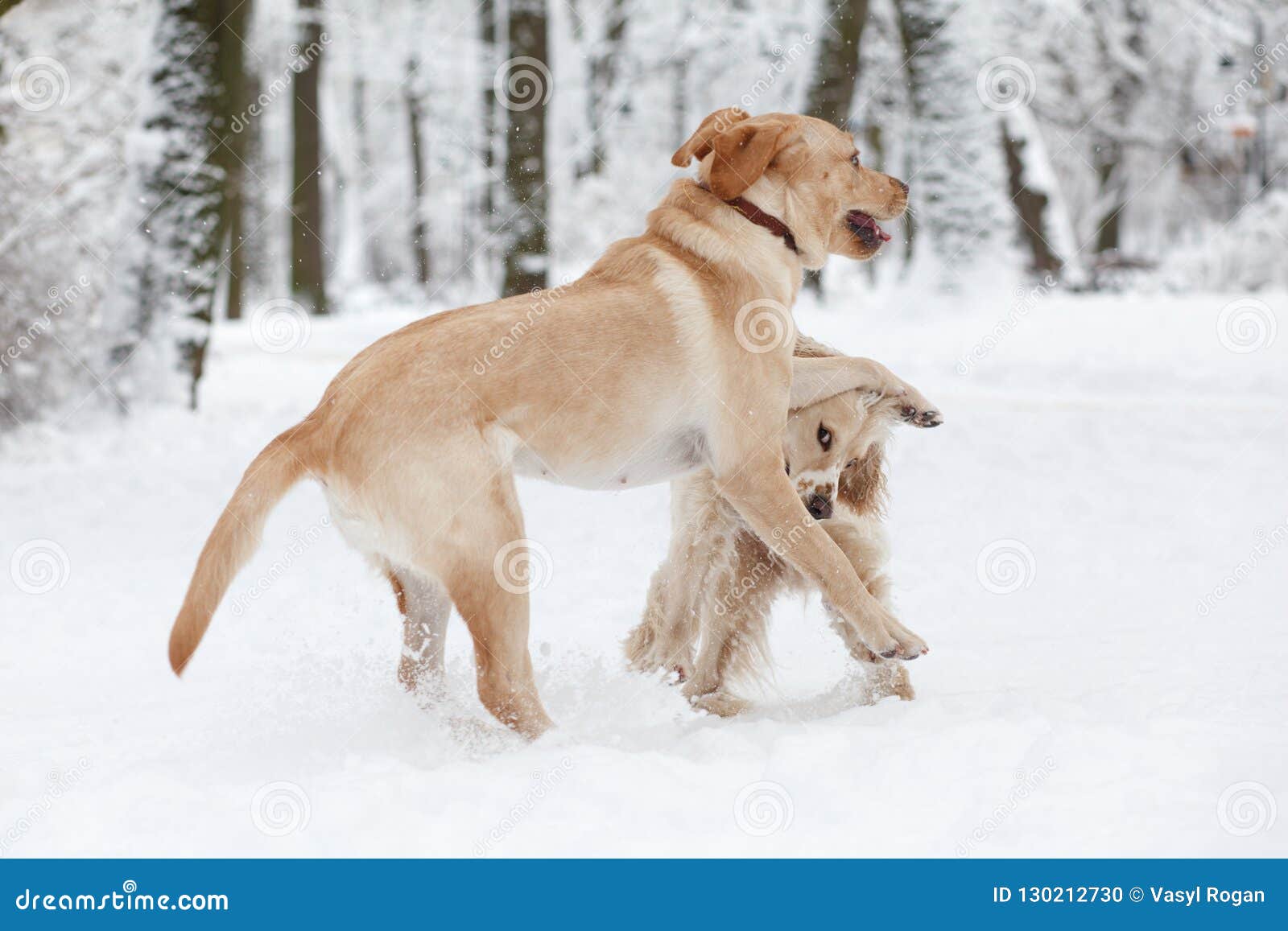 Dogs Playing in Snow. stock photo. Image of jump, cheerful - 130212730