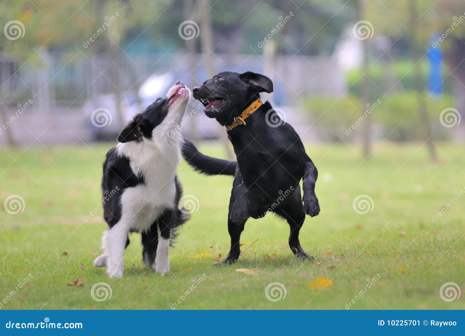 Dogs playing together stock image. Image of playing, puppy - 10225701