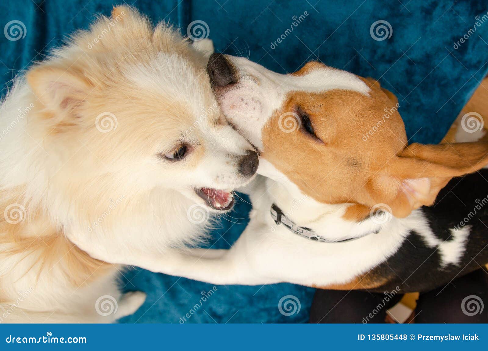 Dogs Playing Together Indoors on a Couch Stock Photo - Image of spitz ...