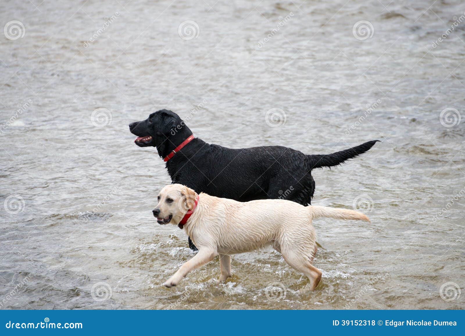 Dogs playing in the water stock photo. Image of white - 39152318