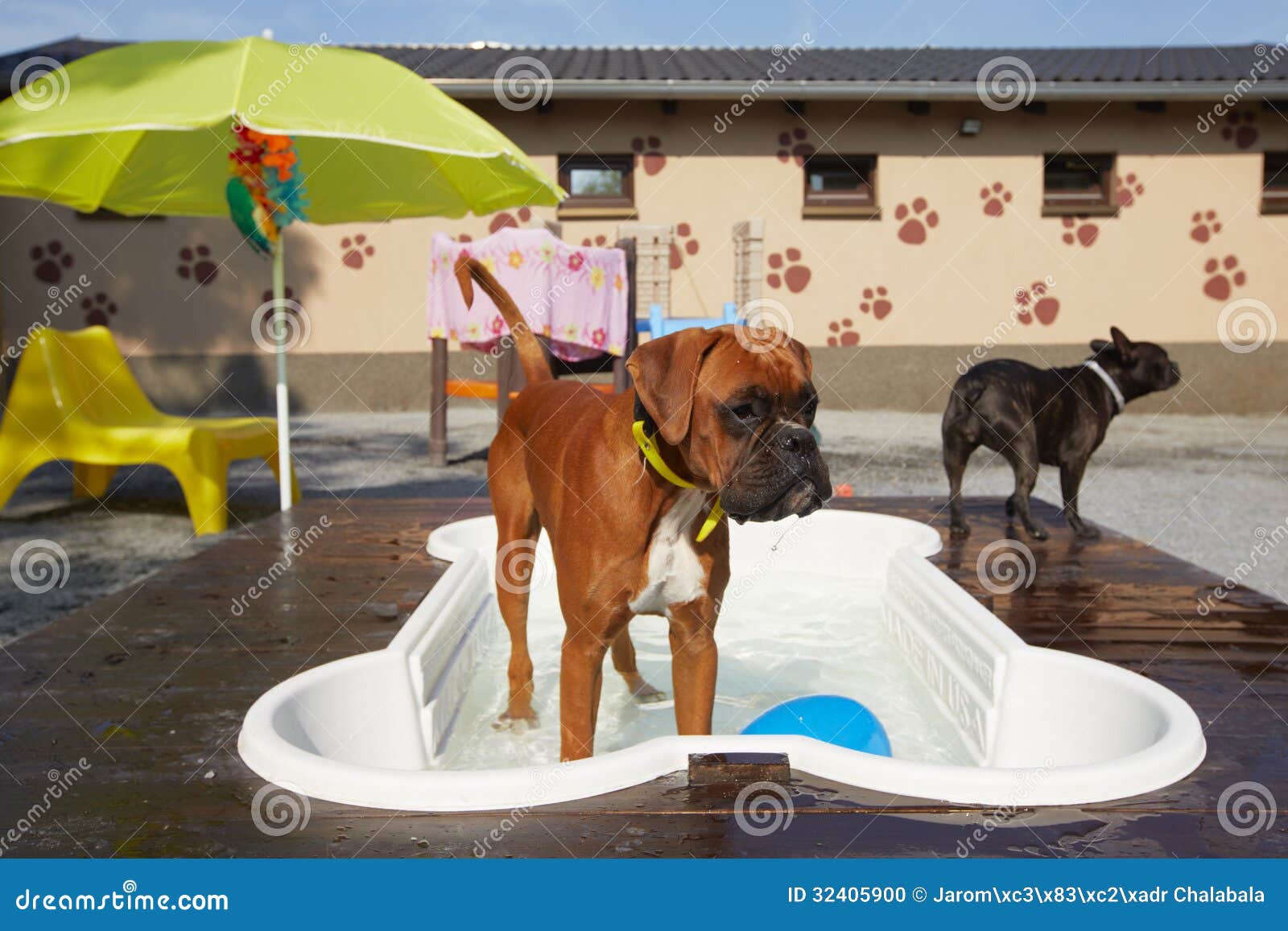 Dogs pool stock photo. Image of relaxation, chair, rest - 32405900