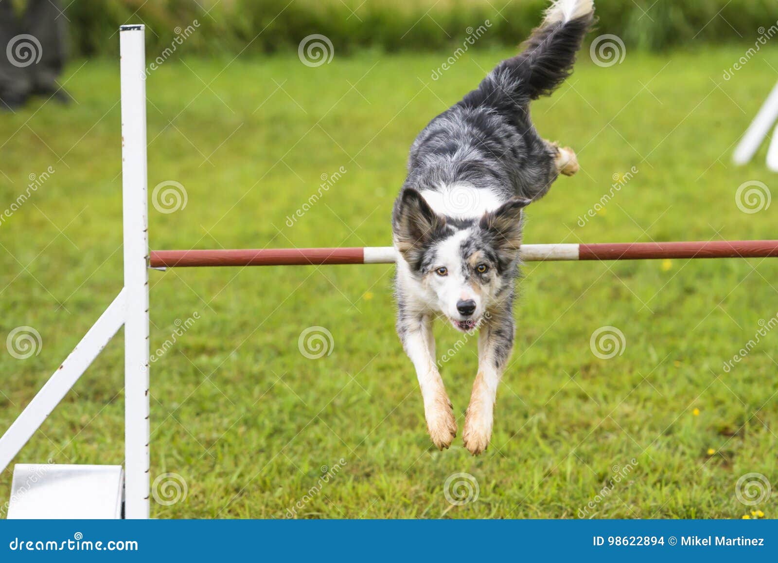 Dogs Practicing the Sport of Agility Editorial Stock Image - Image of ...