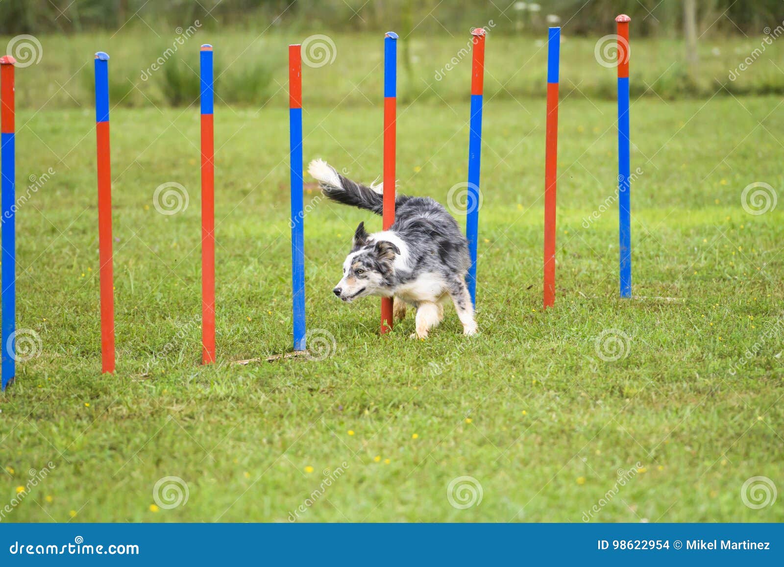 Dogs Practicing the Sport of Agility Editorial Stock Image - Image of ...