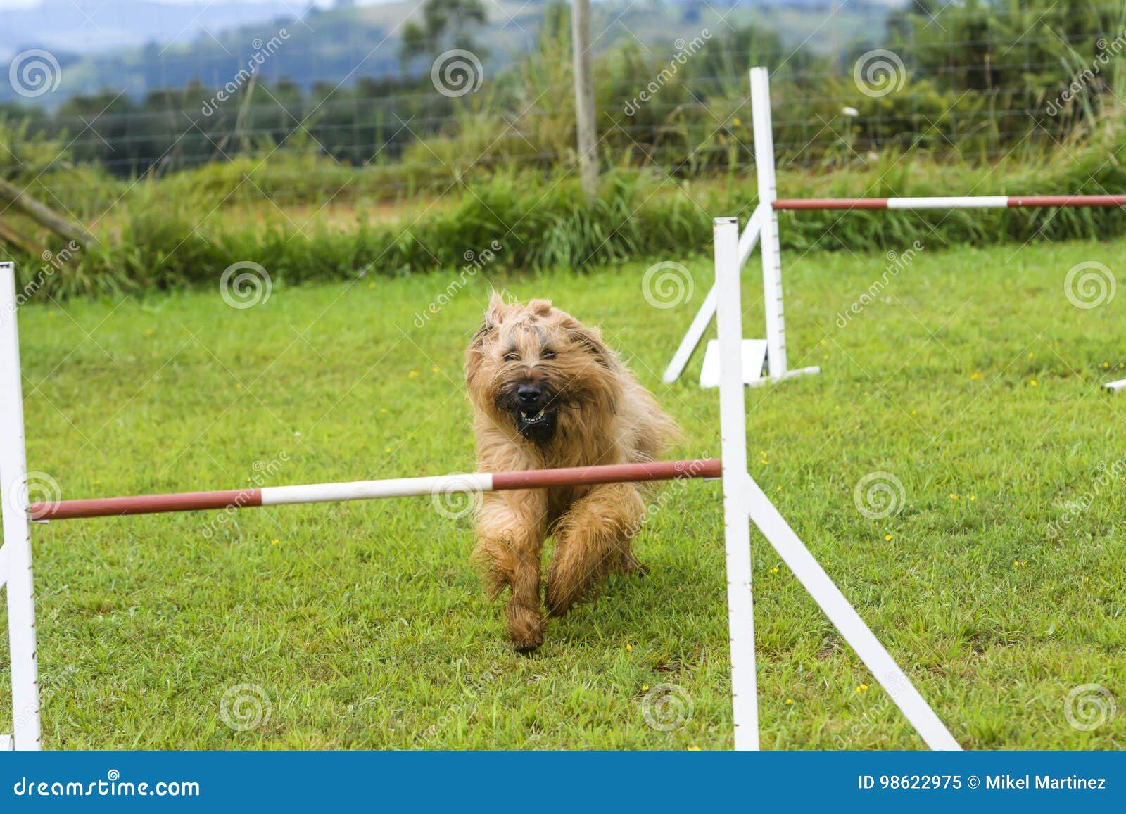 Dogs Practicing the Sport of Agility Editorial Image - Image of puppy ...