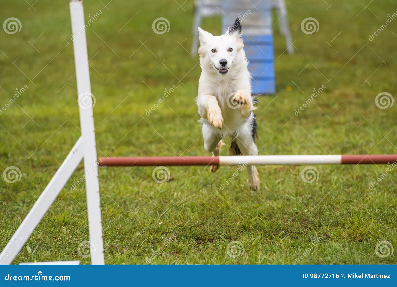 Dogs Practicing the Sport of Agility Stock Photo - Image of canine ...