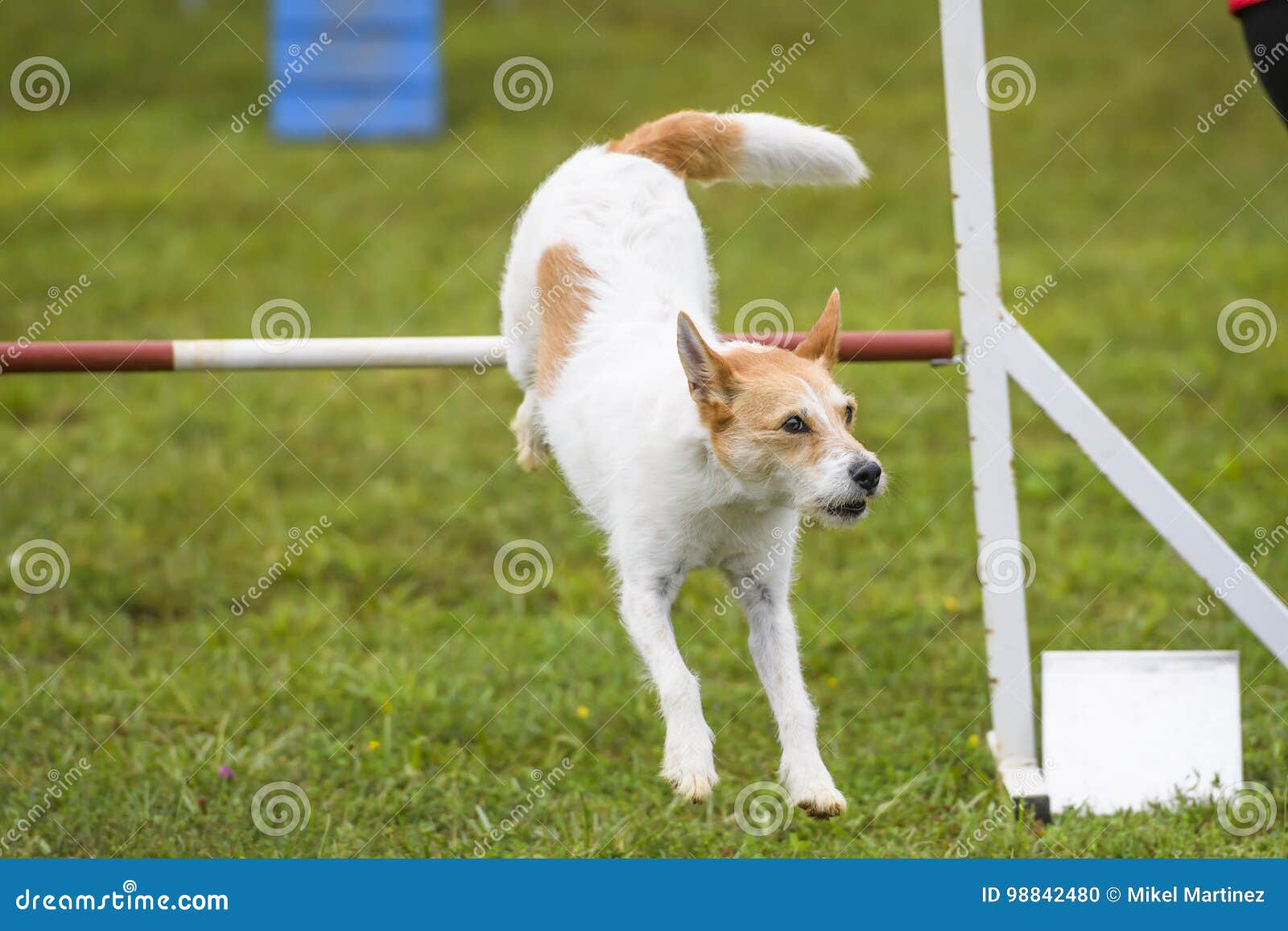 Dogs Practicing the Sport of Agility Editorial Image - Image of sport ...