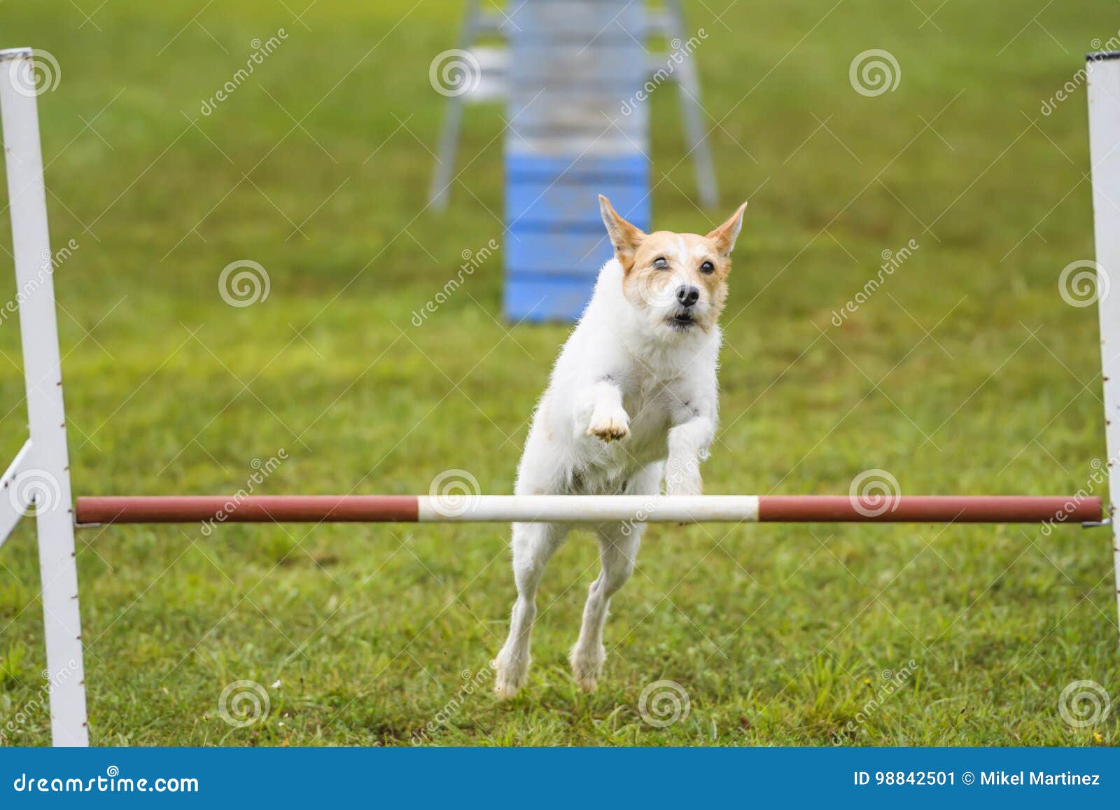 Dogs Practicing the Sport of Agility Editorial Photo - Image of ...