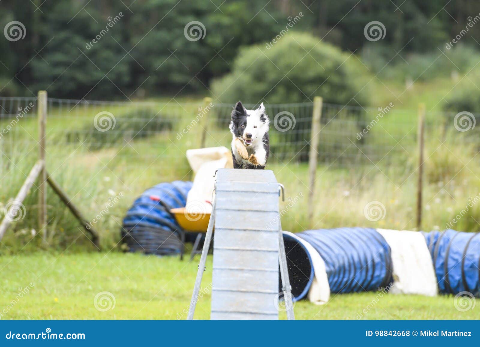 Dogs Practicing the Sport of Agility Editorial Stock Photo - Image of ...