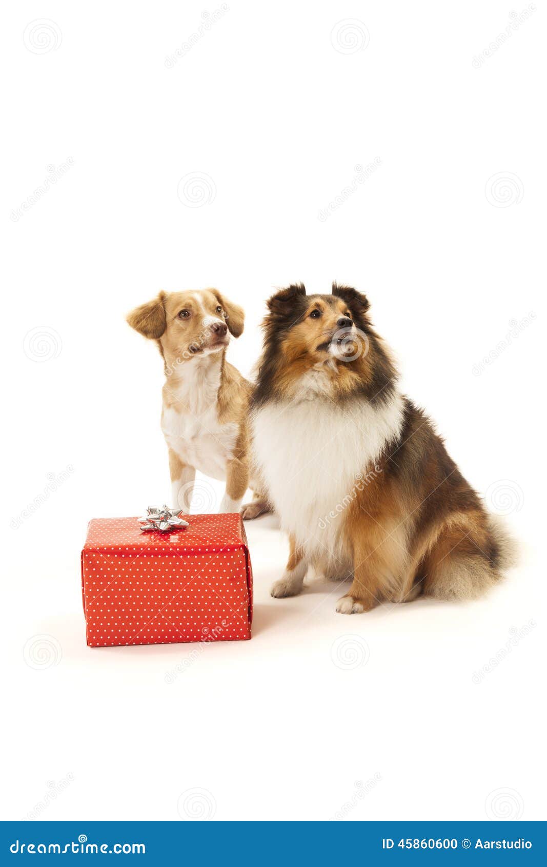 Dogs with a present stock photo. Image of doggy, domestic - 45860600