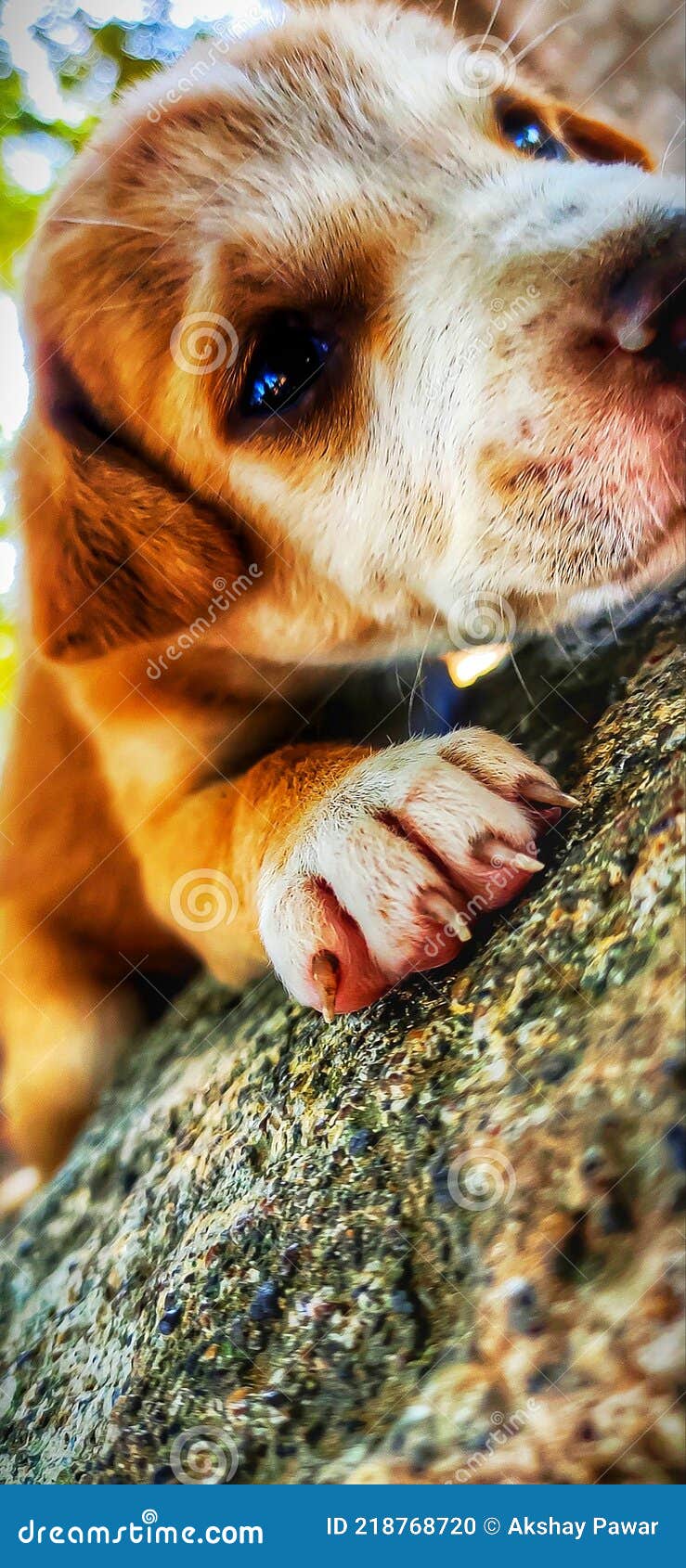 Dogs puppy innocent look stock photo. Image of look - 218768720