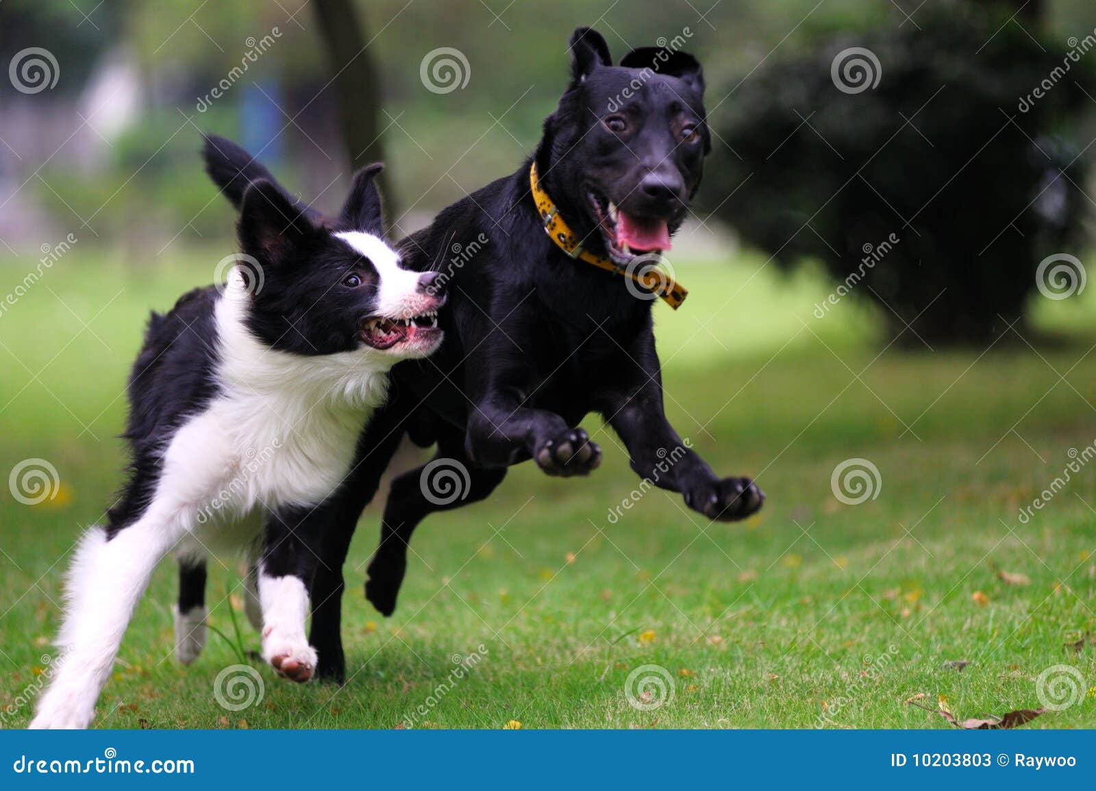 Dogs racing stock image. Image of companion, breed, doggy - 10203803