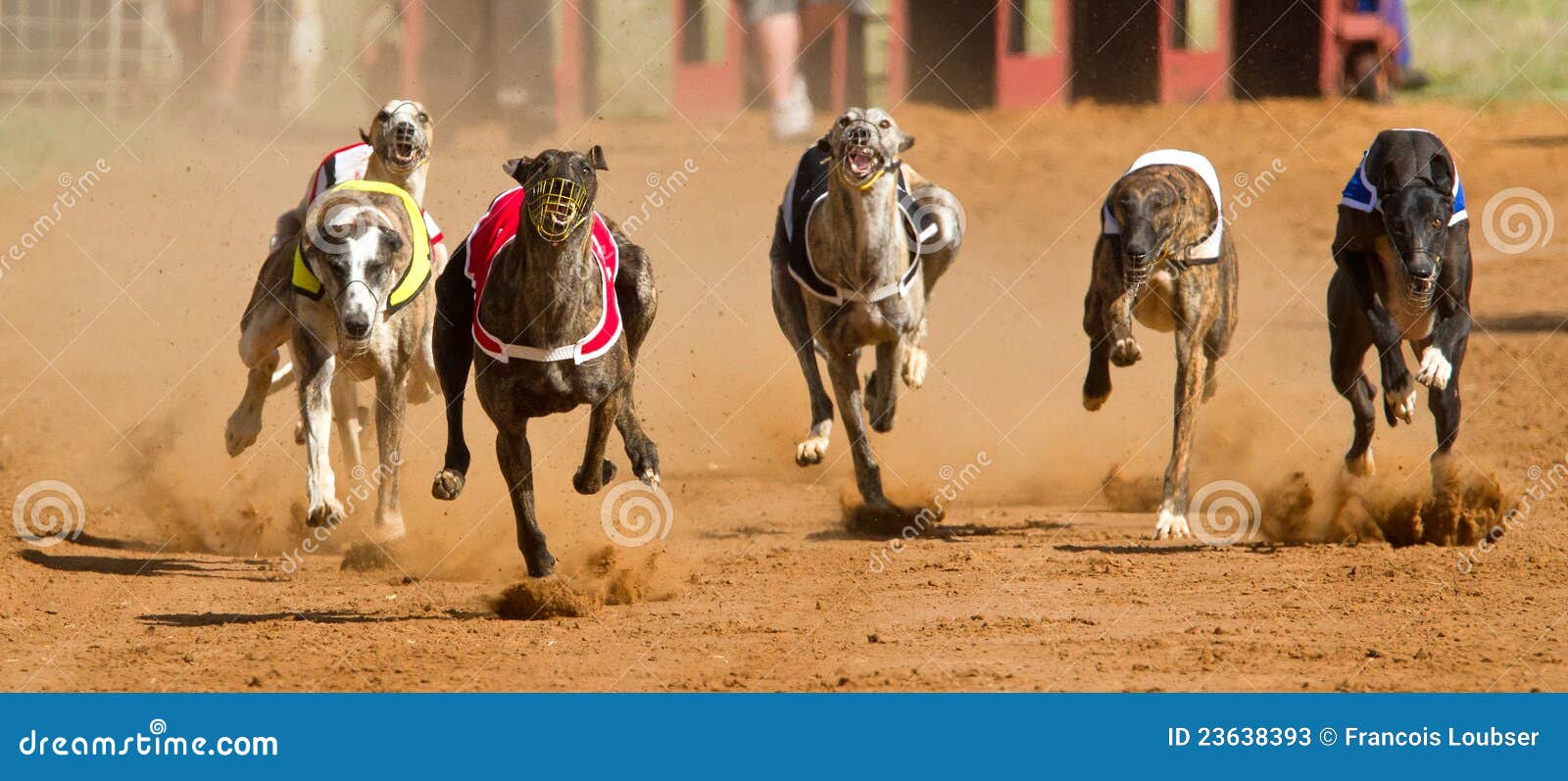 Dogs racing stock image. Image of animal, competitively - 23638393