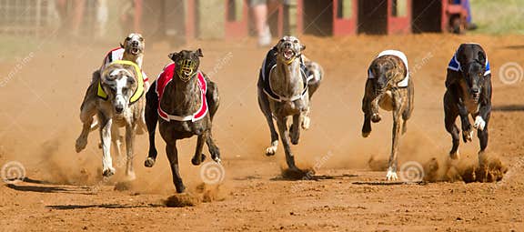 Dogs racing stock image. Image of animal, competitively - 23638393