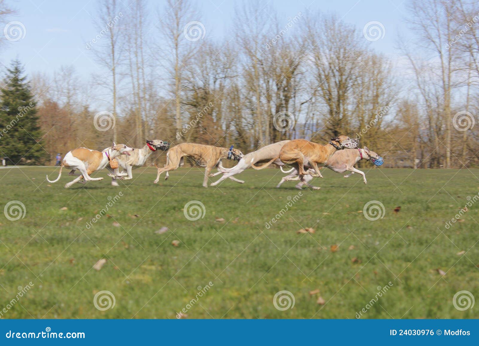 Dogs Racing stock photo. Image of field, race, running - 24030976