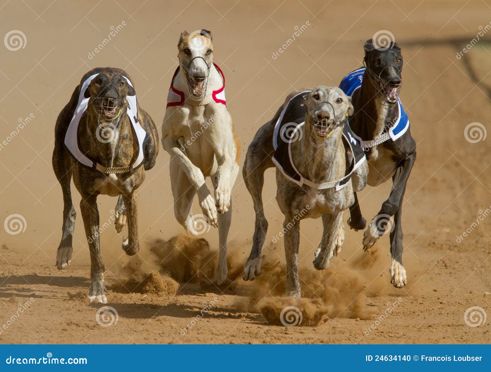 Dogs racing stock photo. Image of canine, animal, fast - 24634140
