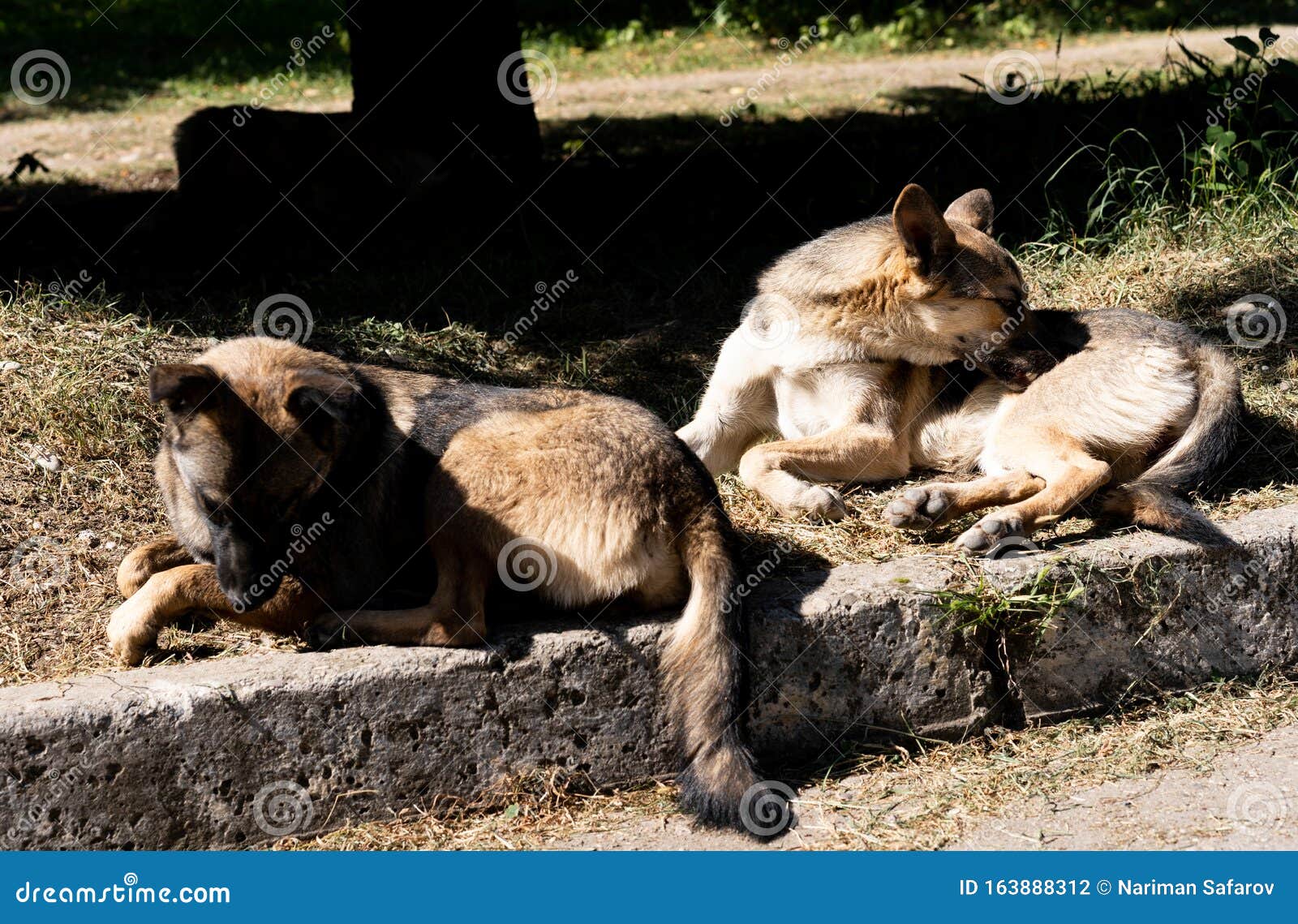 Dogs rest under a tree stock photo. Image of garden - 163888312