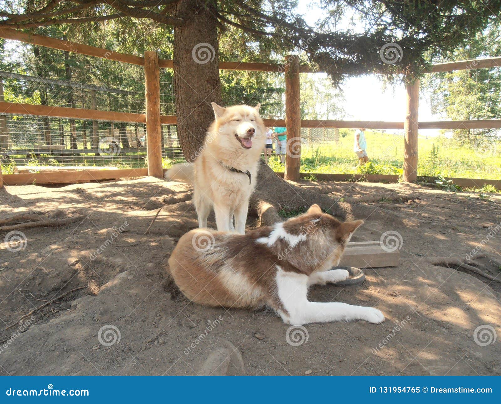 Dogs rest under a tree stock image. Image of animal - 131954765