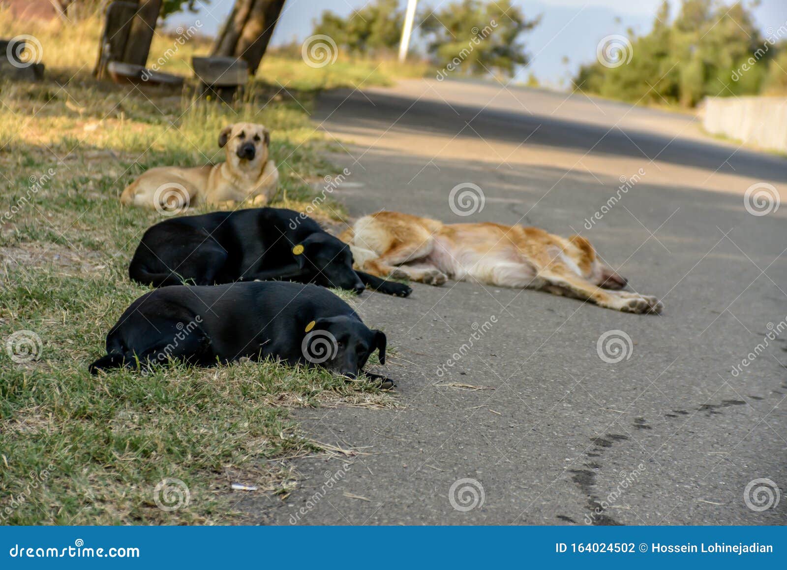 Dogs Resting in the Tbilisi, Republic of Gerogia Stock Photo - Image of ...