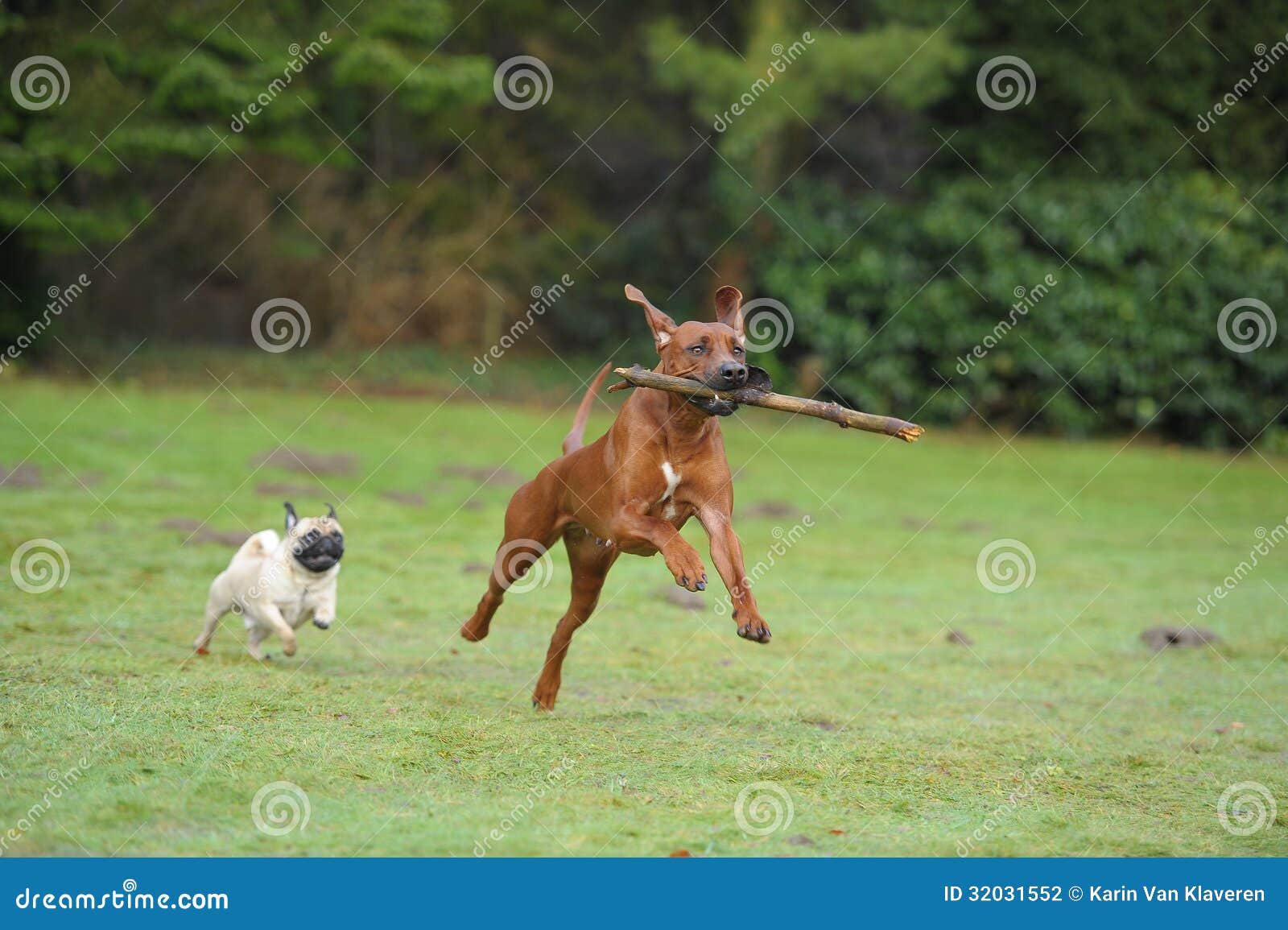 Dogs Rhodesian Ridgeback & Pug Playing Stock Photo - Image of breed ...