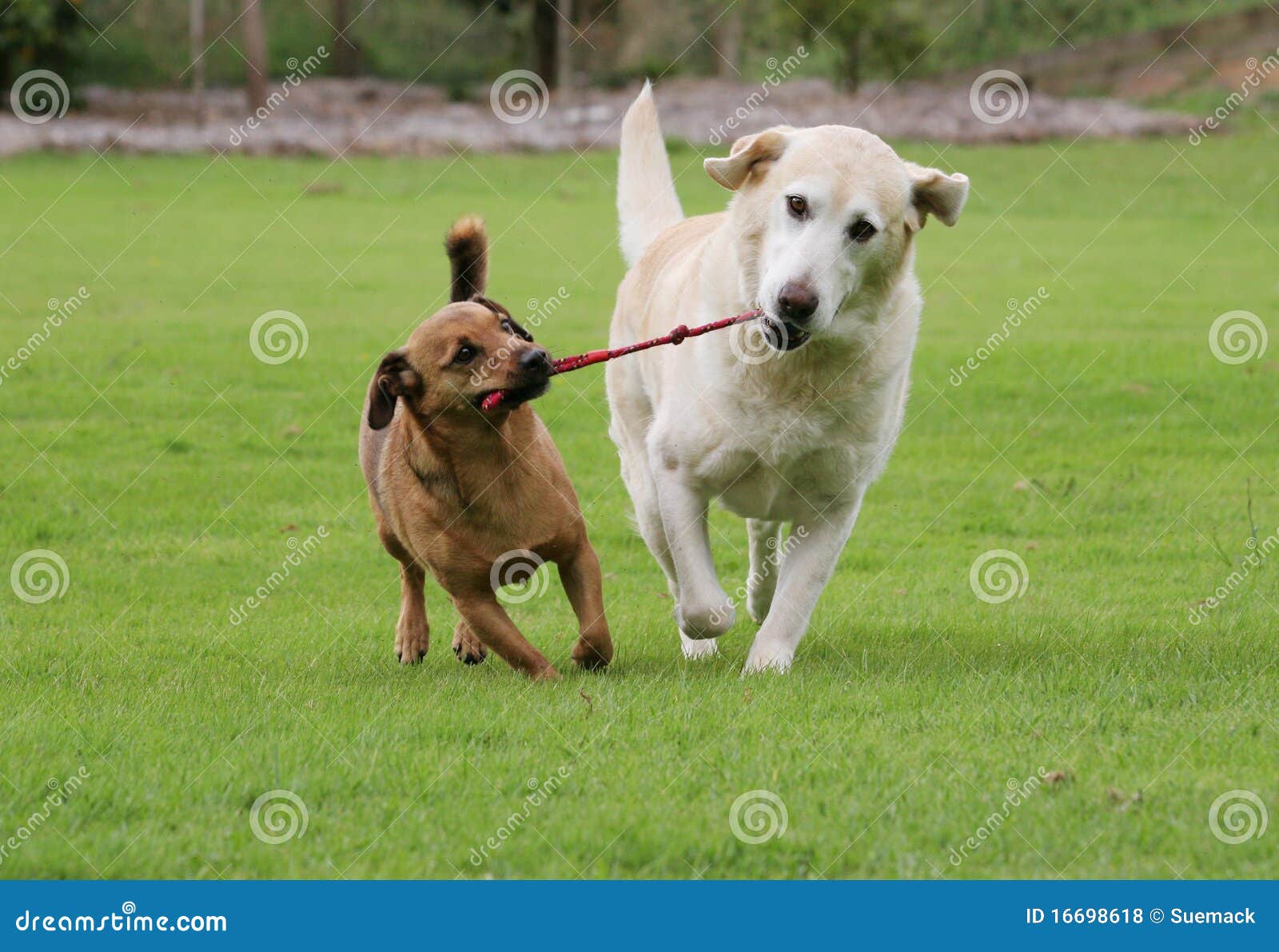 Dogs with rope toy stock photo. Image of labrador, rope - 16698618
