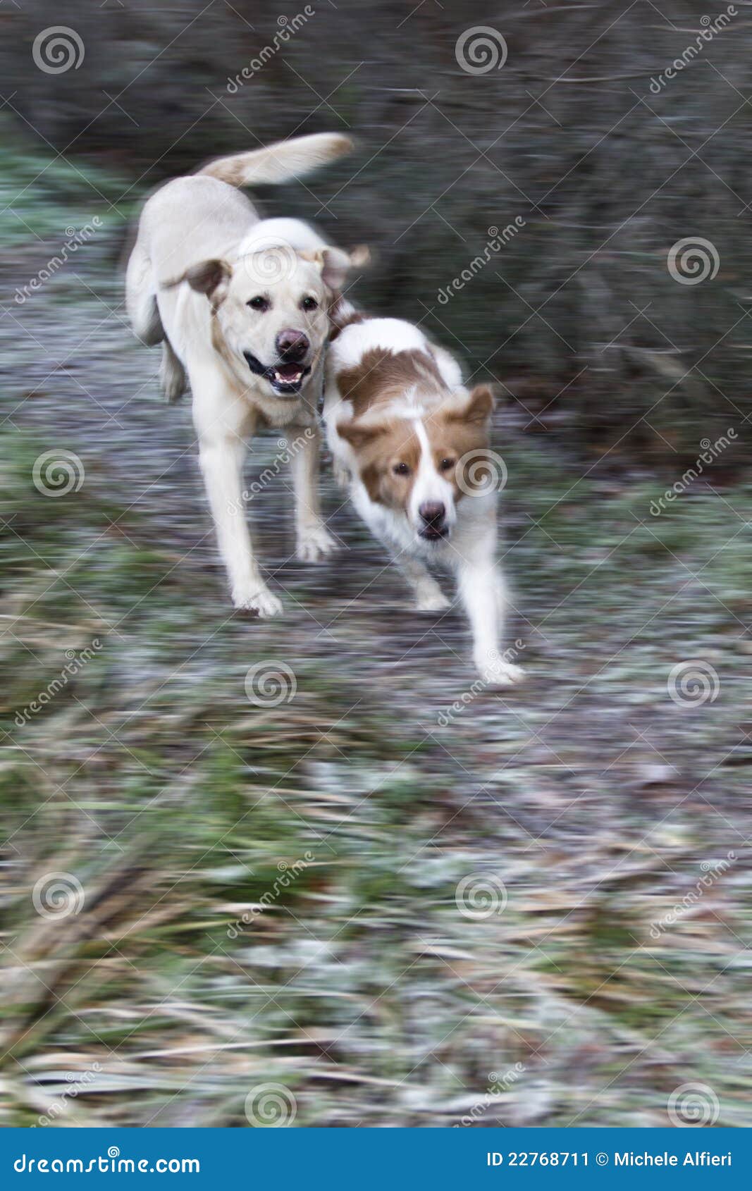 Dogs run and play. stock image. Image of muzzle, domestic - 22768711