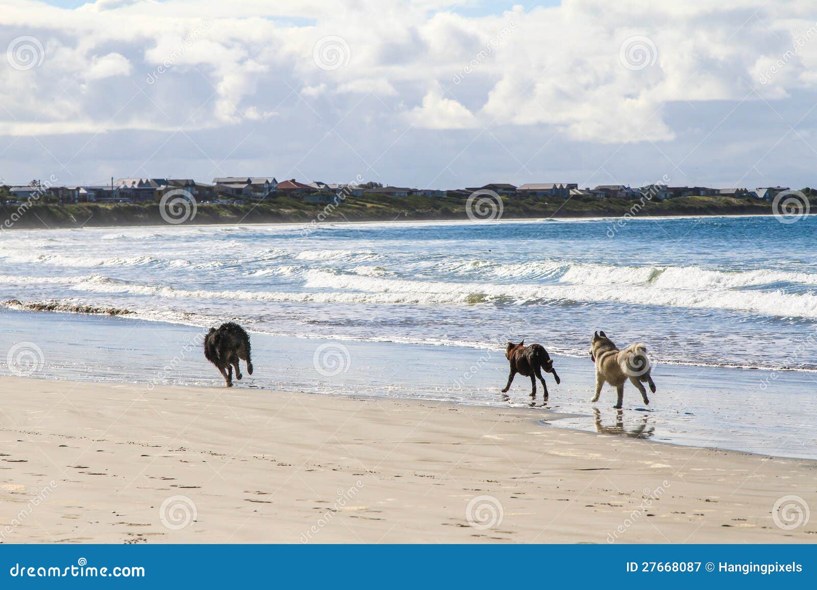 Dogs Run on Sandy Beach Chase Each Other Stock Image - Image of ...