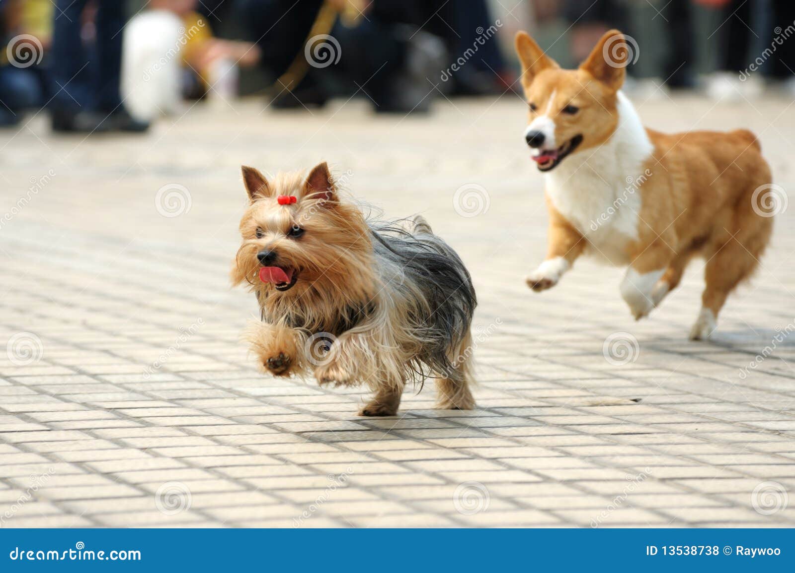 Dogs running stock photo. Image of pedigreed, pedigree - 13538738