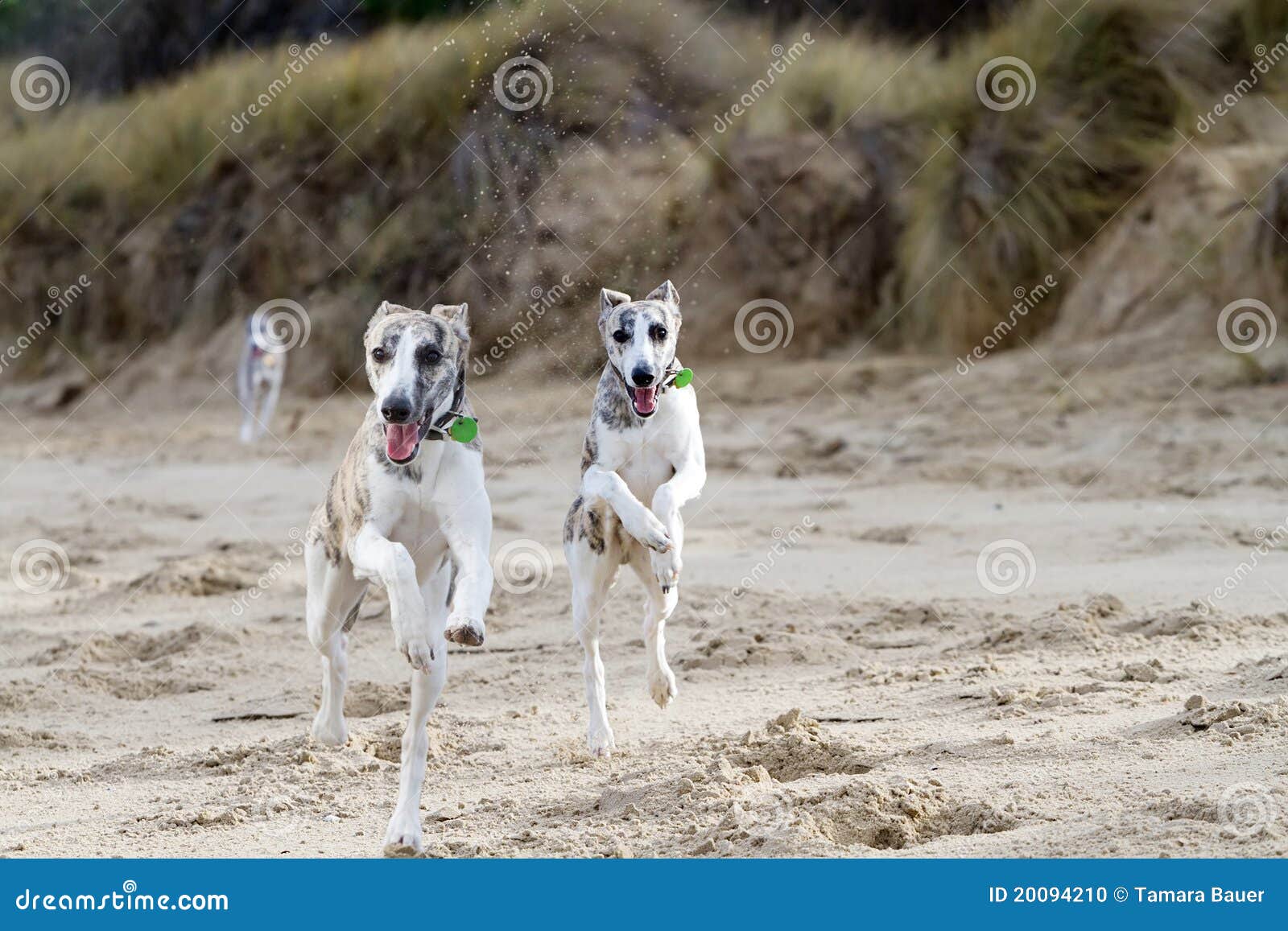 Dogs running stock photo. Image of landscape, white, runs - 20094210