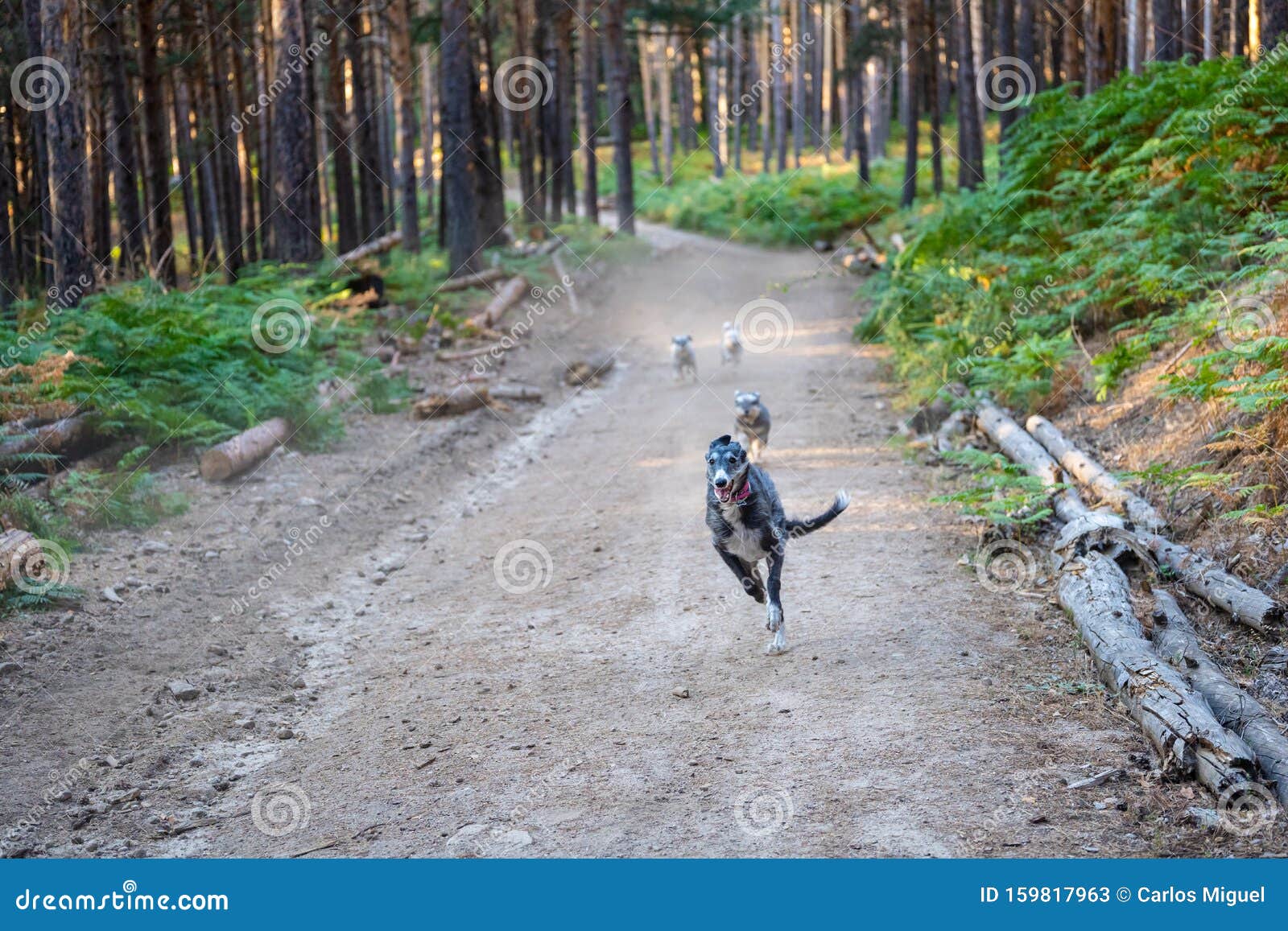 Dogs Running Along the Path of a Forest Stock Image - Image of pine ...