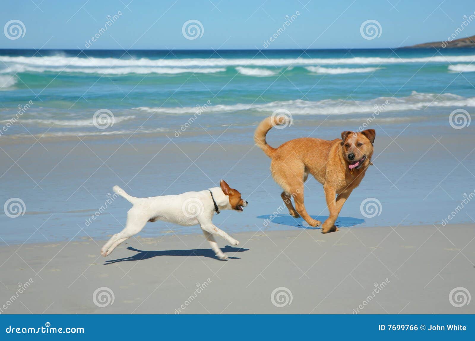 Dogs running on a beach stock photo. Image of canine, clean - 7699766