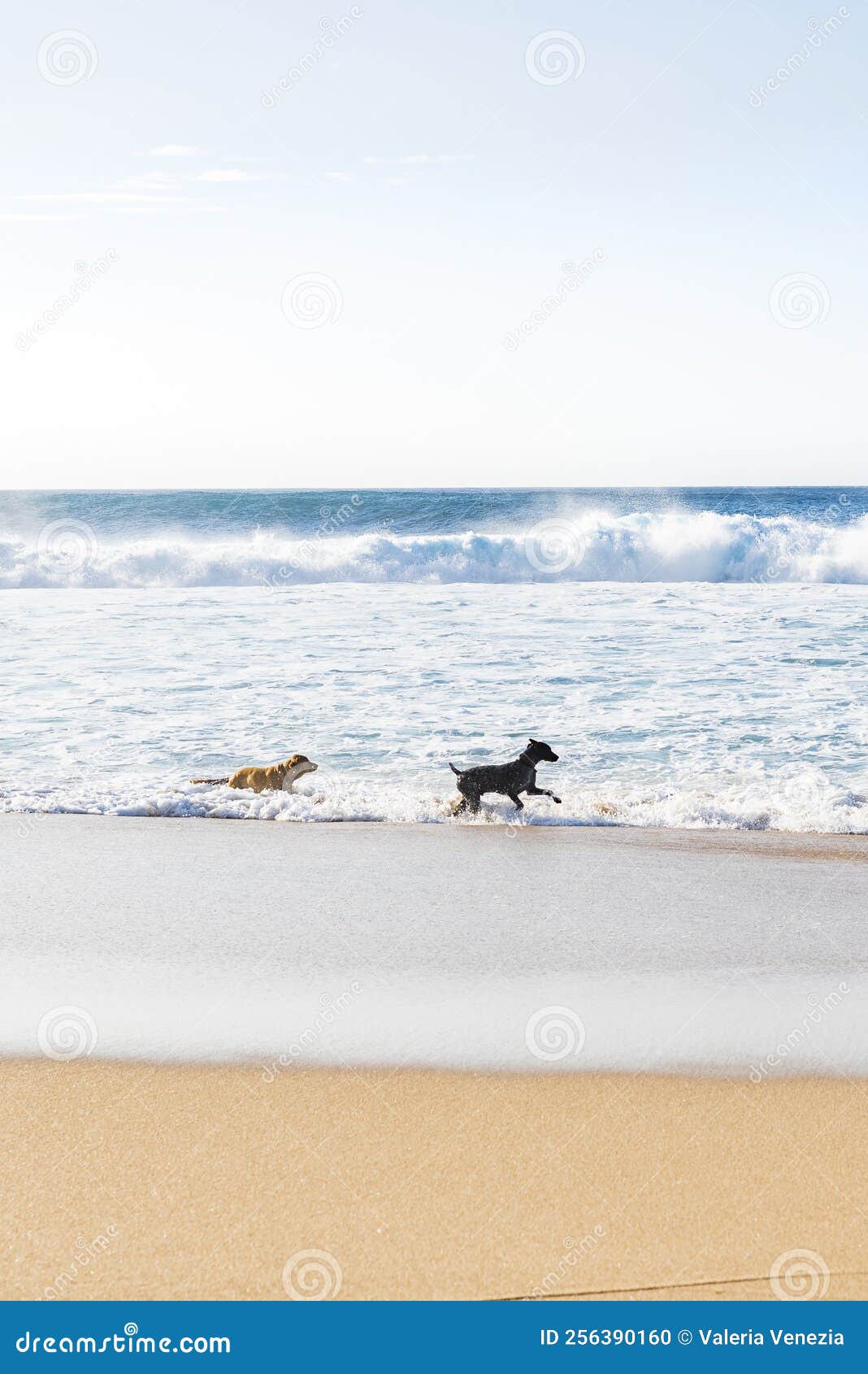 Dogs Running on the Beach Shore in Hawaii Stock Photo - Image of ...