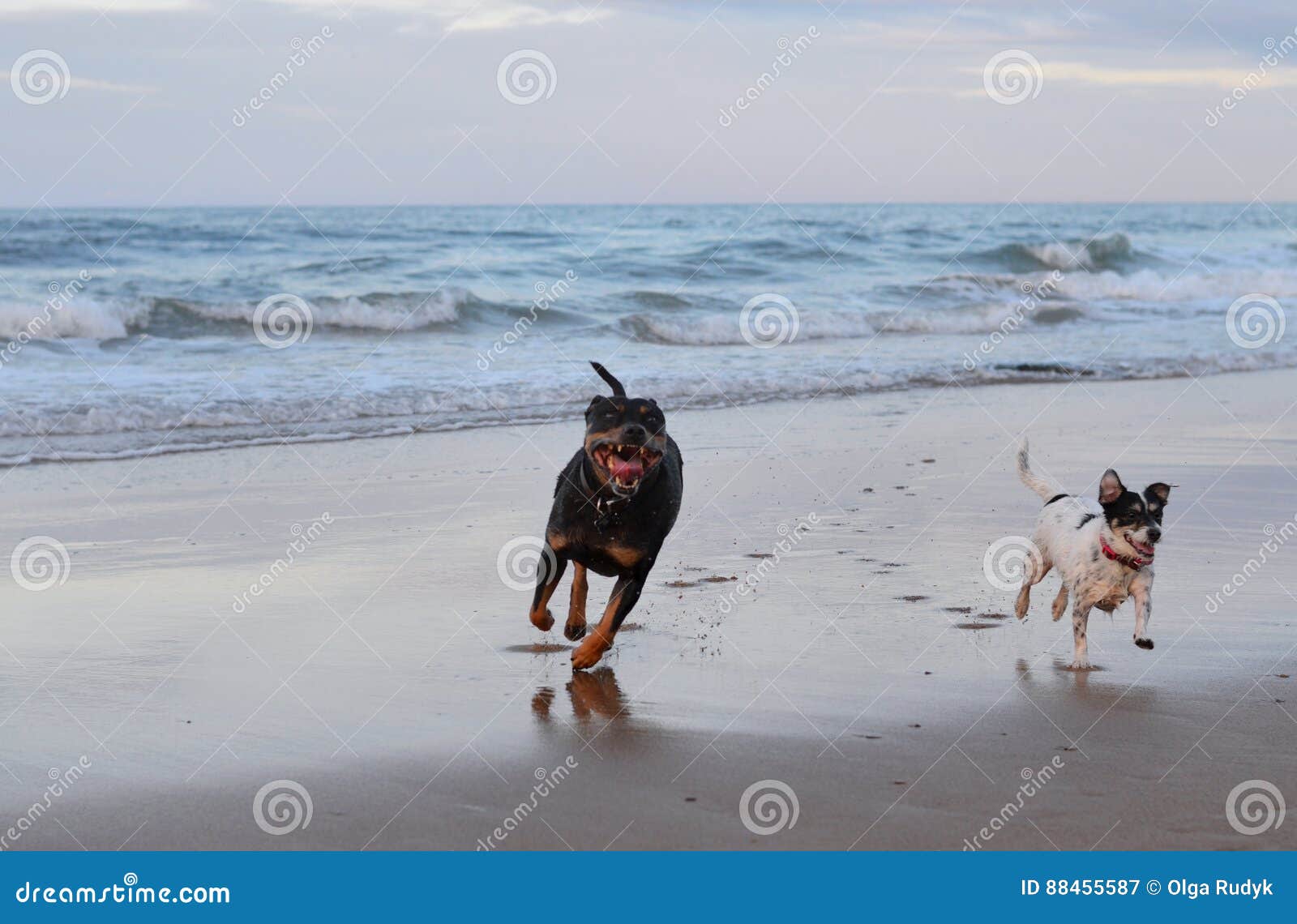 Dogs running on the beach stock image. Image of sand - 88455587
