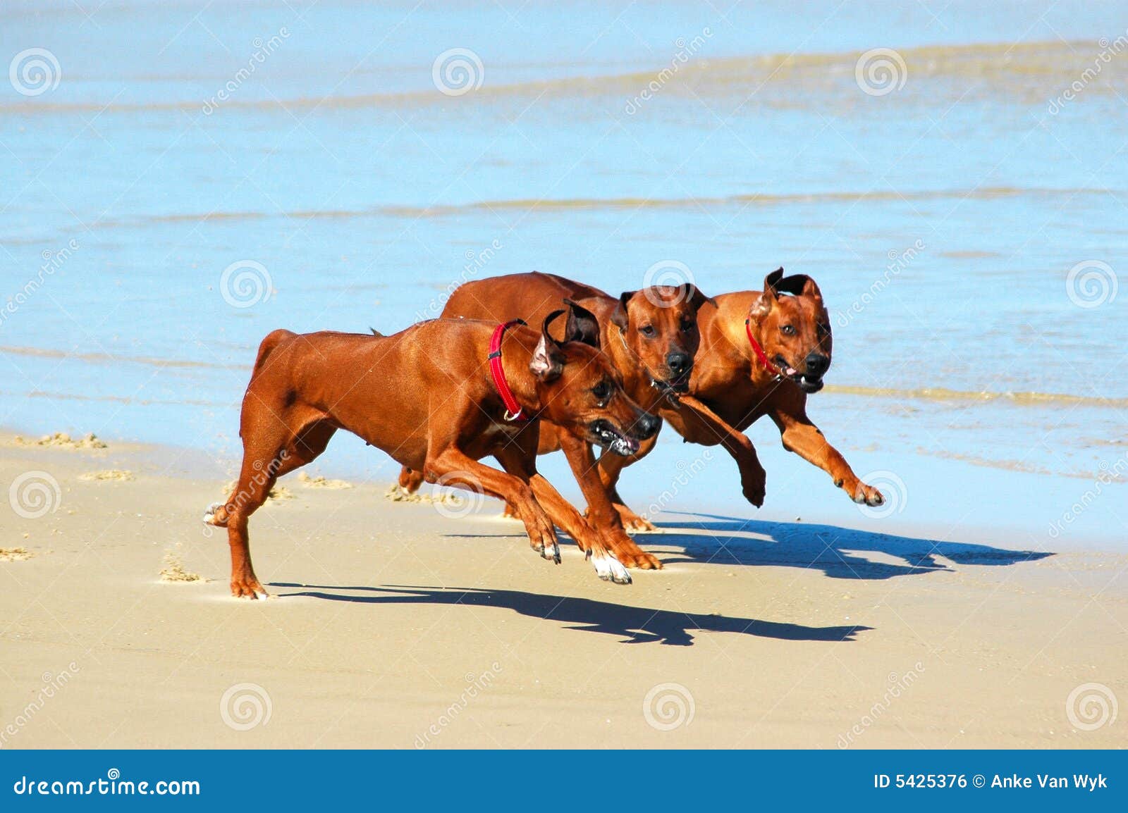 Images Of Dogs Running