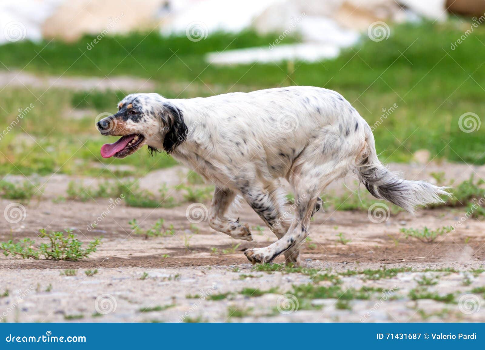Dogs running in the park stock image. Image of nose, happy - 71431687