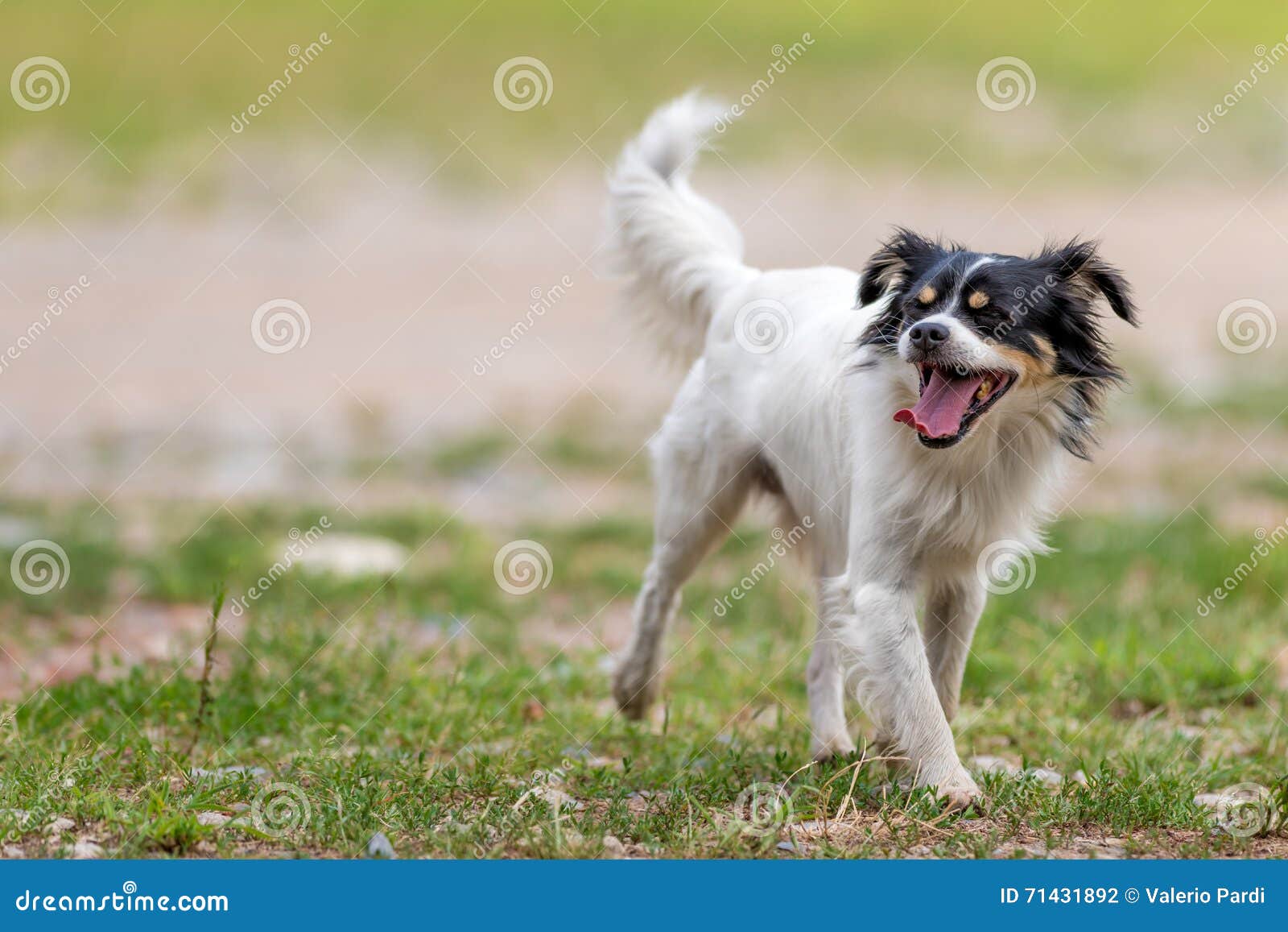 Dogs running in the park stock photo. Image of hair, competition - 71431892