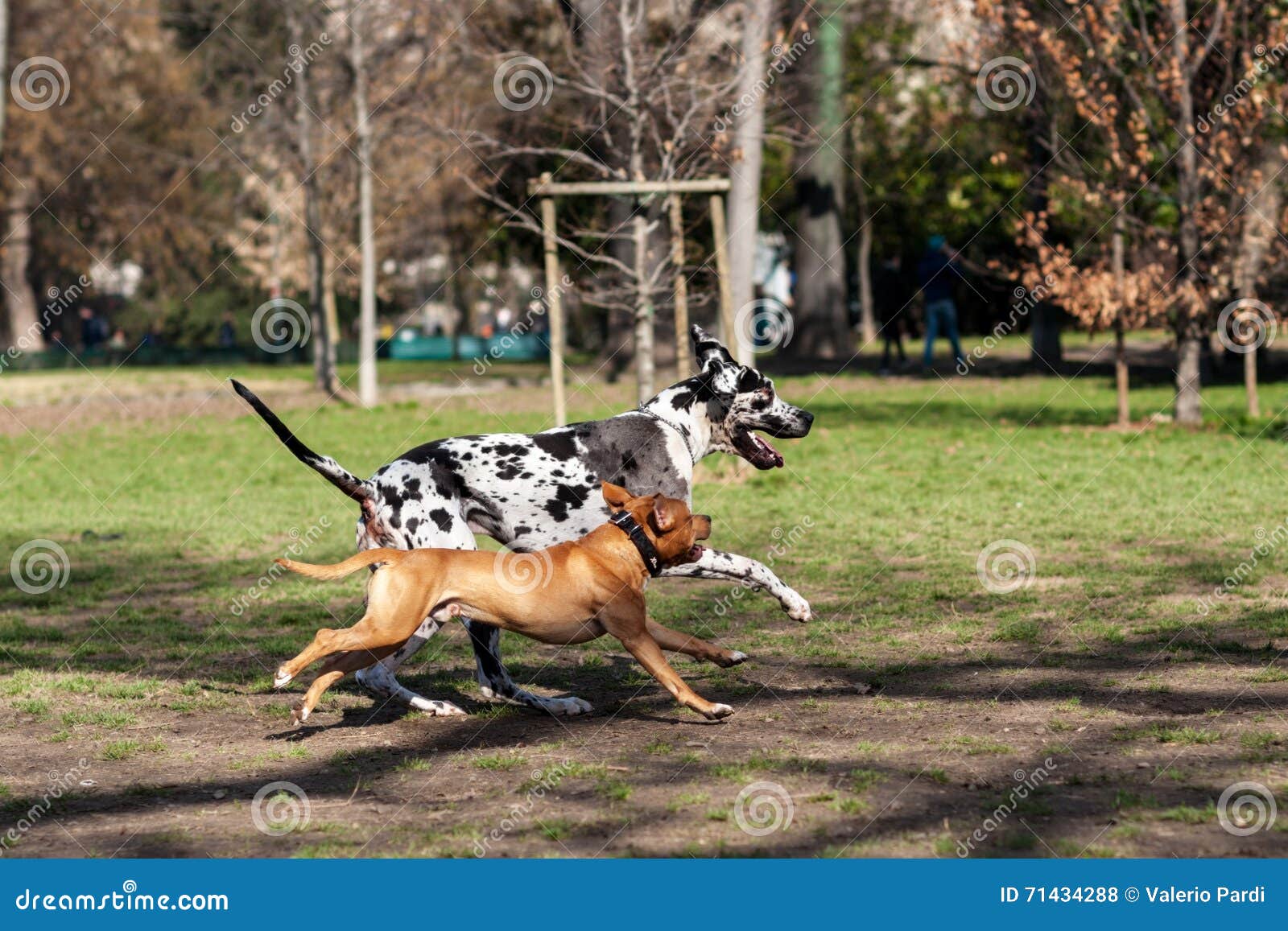 Dogs running in the park stock photo. Image of meadow - 71434288