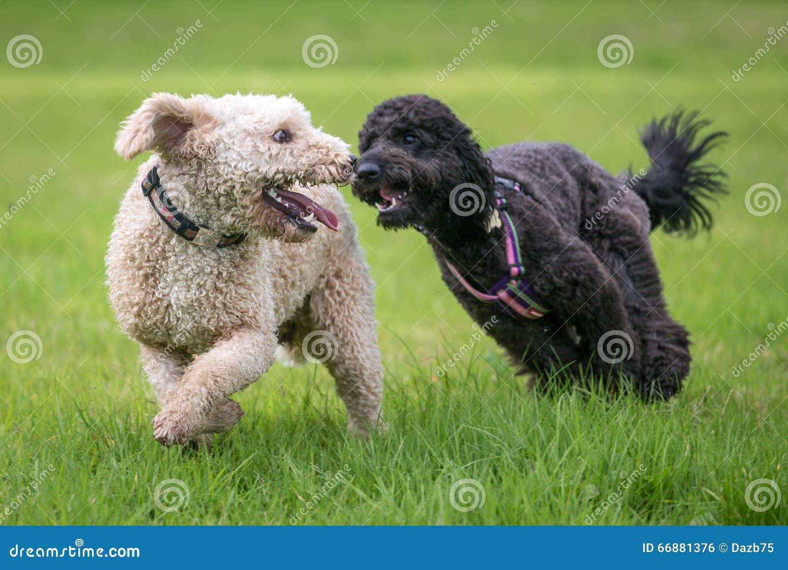 Dogs Running and Playing stock photo. Image of energy - 66881376
