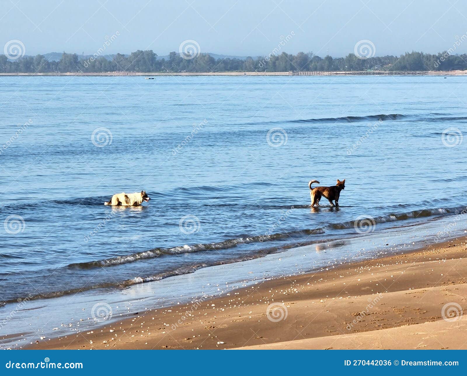 The Dogs are Running on the Sea Waves Stock Photo - Image of biscay ...
