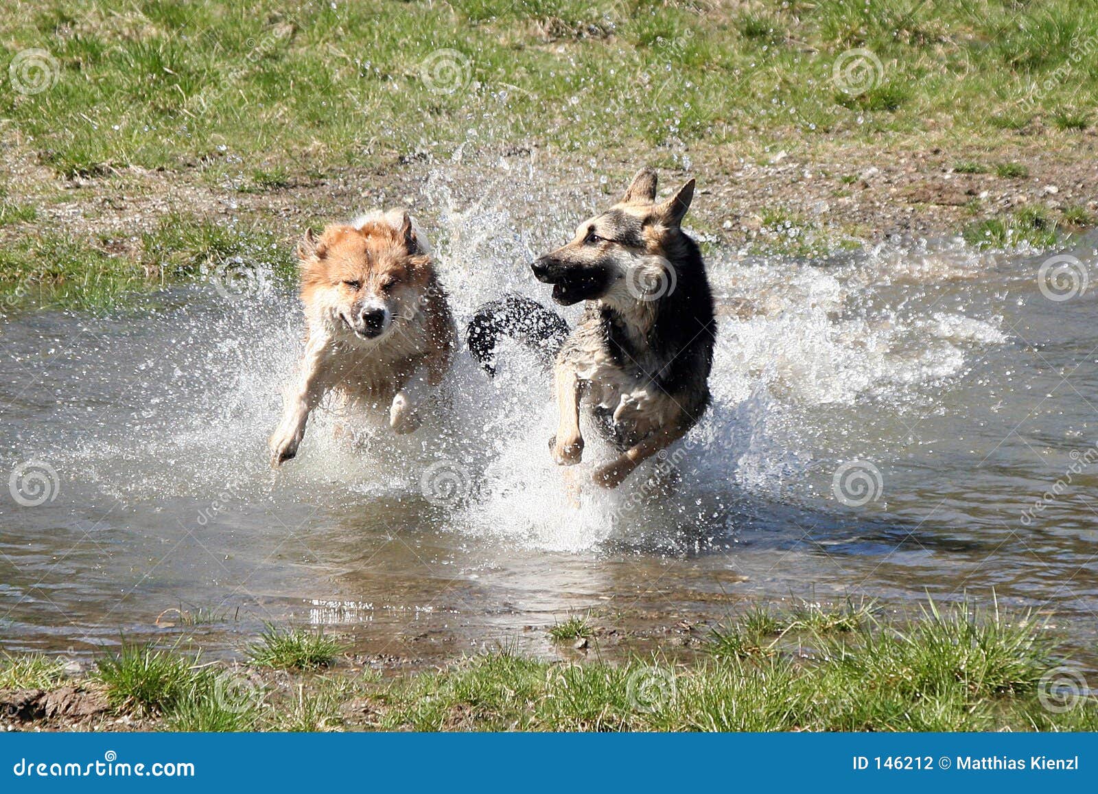 Two Dogs Running And Playing Together On The Beach Royalty-Free Stock ...