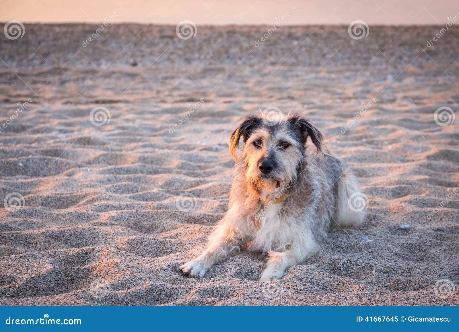 Dogs in sand stock image. Image of homeless, brown, exhausted - 41667645