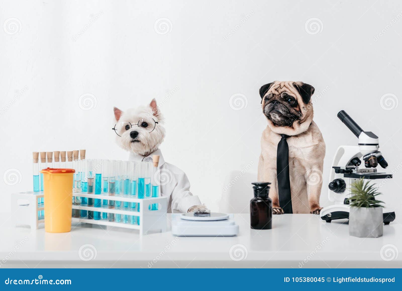 Dogs Scientists in Laboratory Stock Image - Image of microscope ... Dogs Scientists in Laboratory Stock Image - Image of microscope ...