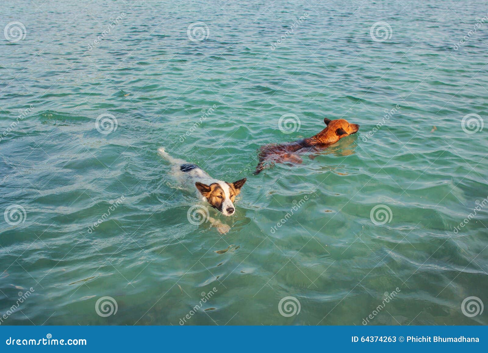 2 dogs in the sea stock image. Image of outdoor, dogs - 64374263