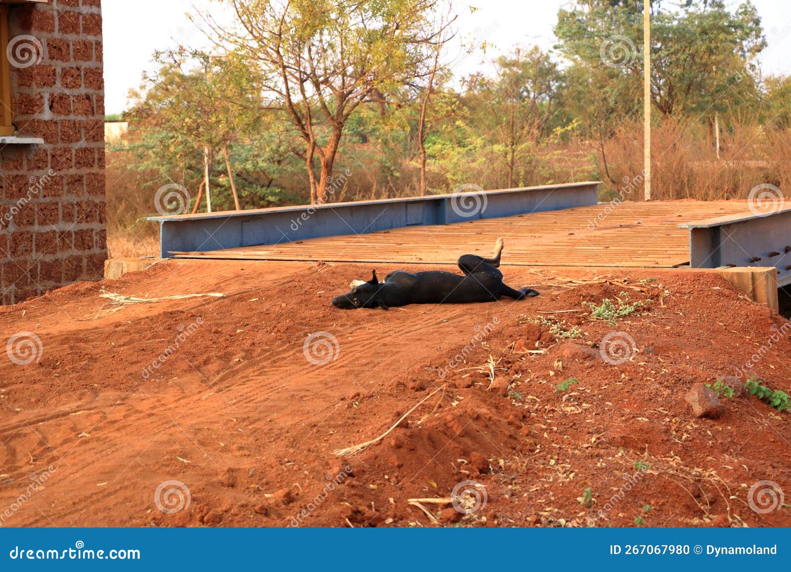 Dogs in a Shelter for Homeless Dogs in India Stock Photo - Image of ...